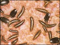 Hide Beetles - Pest Control
